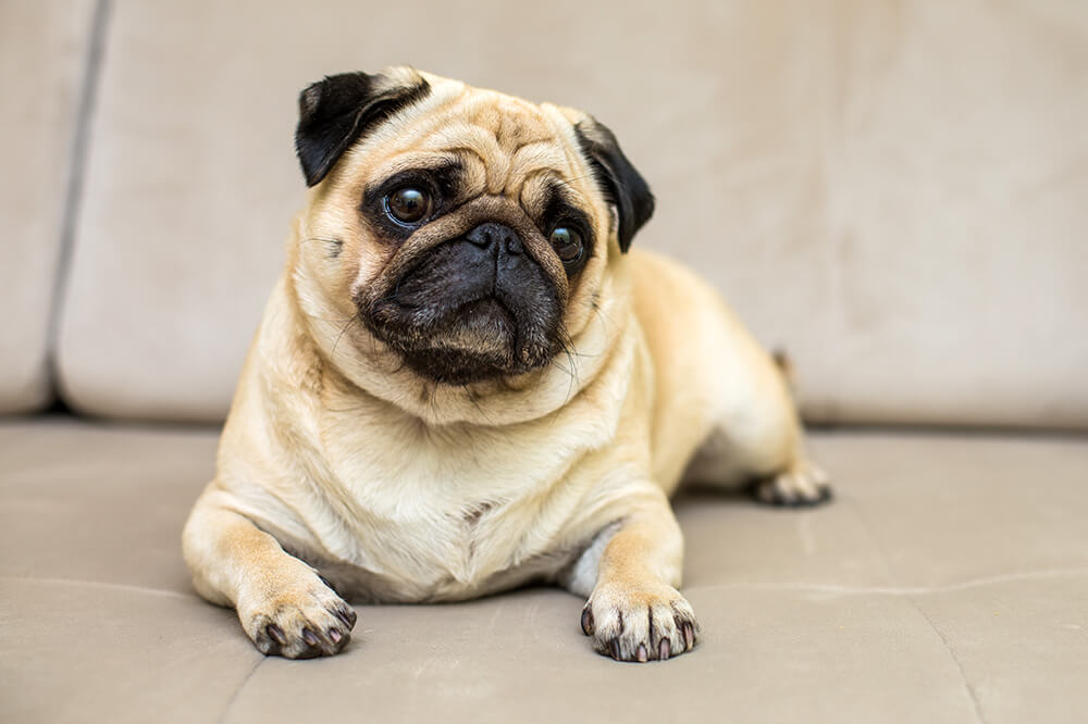 Порода мопс - идеальный пес или не для вас?