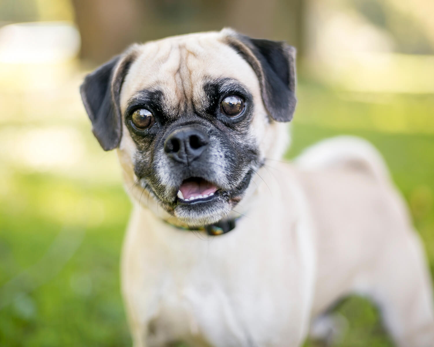 Пагль (Puggle) - это умная, игривая и дружелюбная порода собак ...